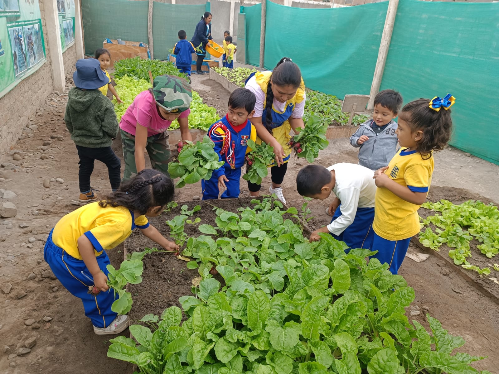 Niños cosechan con éxito en biohuertos escolares – ENFOQUE REAL