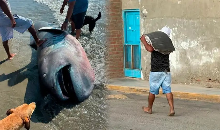 Encuentran tiburón megaboca varado en mar de Piura, y pobladores ...